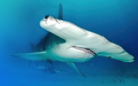 Hammerhead Sharks: 20 Fun Facts You Never Knew!